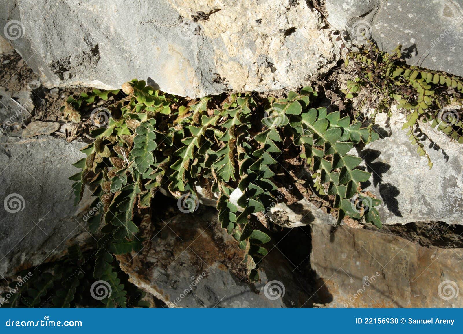 Rustyback stock photo. Image of frond, plant, nature - 22156930