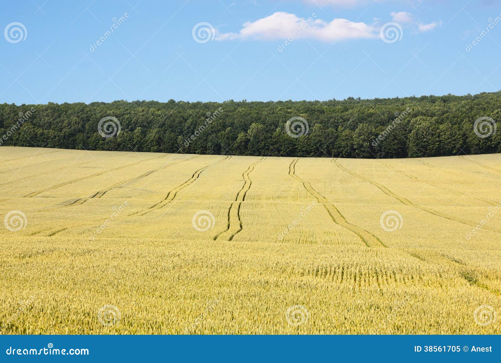Rut on corn field stock image. Image of cloudscape, agrarian - 38561705