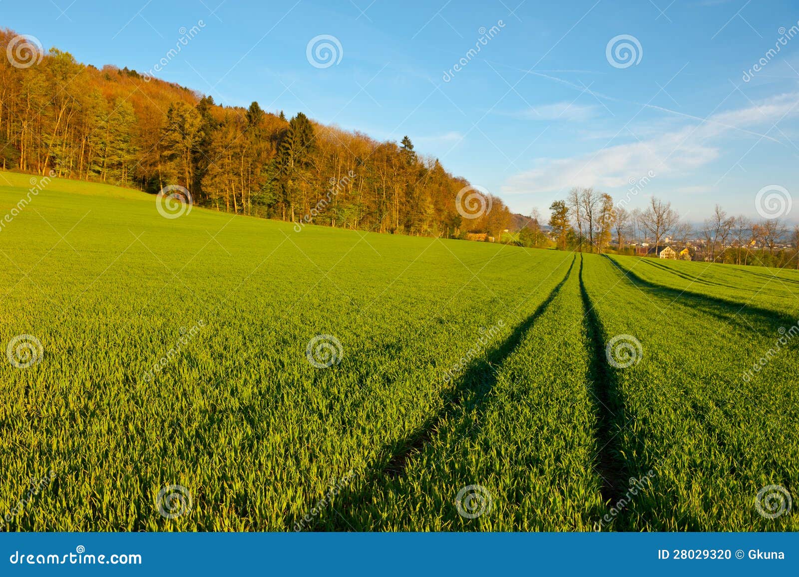 Rut on Grass stock photo. Image of cultivated, growth - 28029320