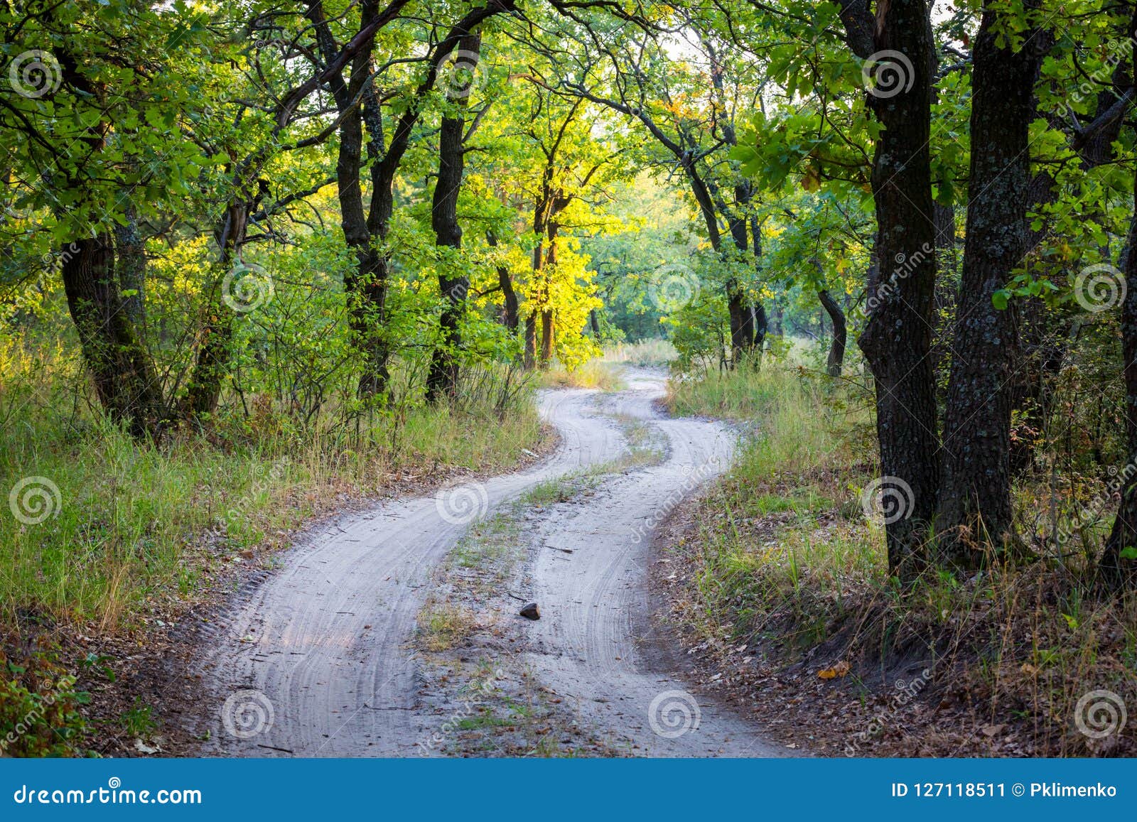 Rut road in forest stock image. Image of nice, rural - 127118511