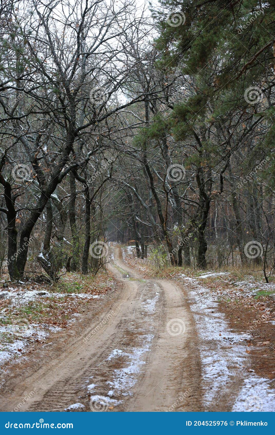 Rut road in forest stock photo. Image of frost, outdoor - 204525976