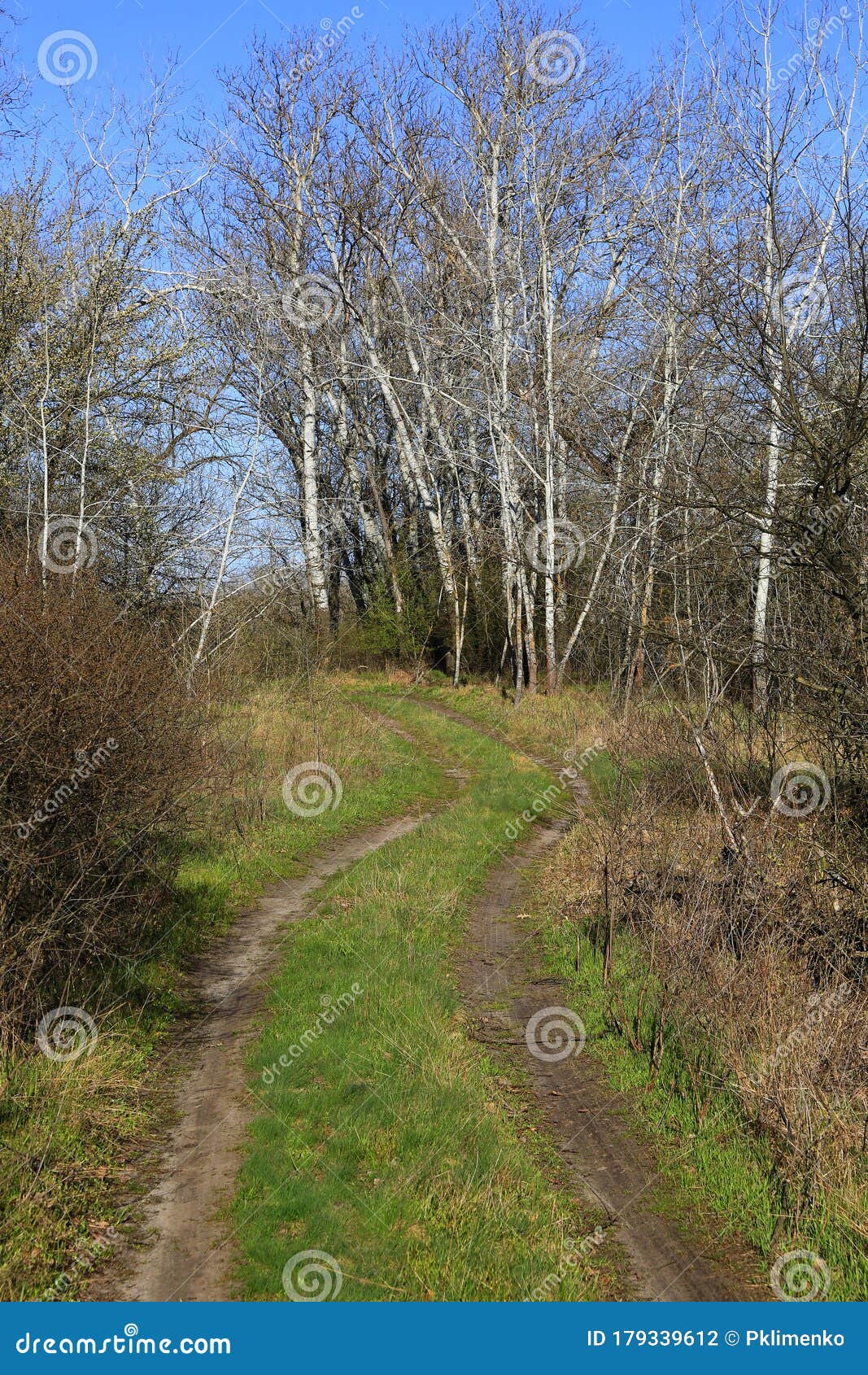 Rut road in sprin forest stock photo. Image of environment - 179339612