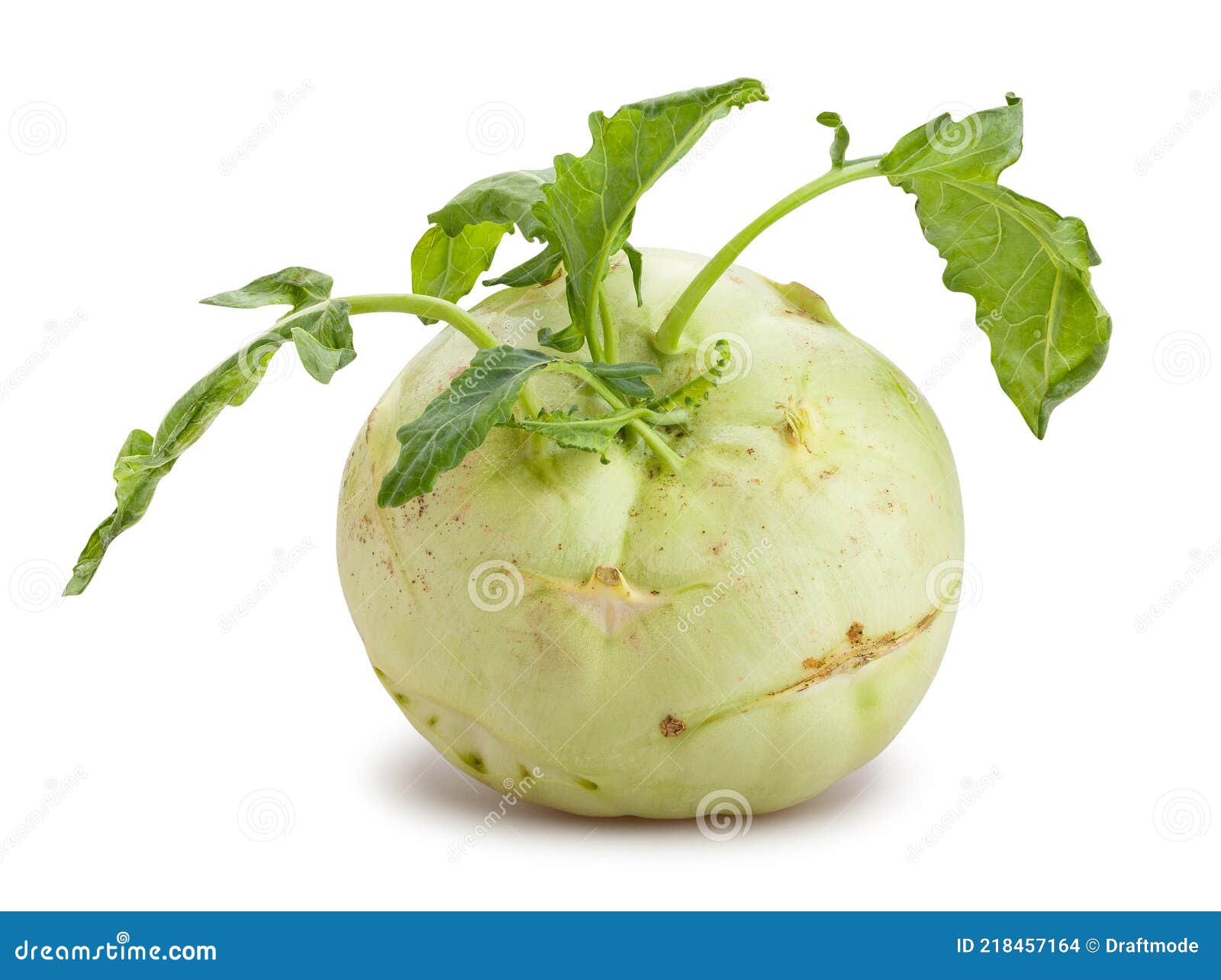 Ruta de colinabo aislada foto de archivo. Imagen de maduro - 218457164