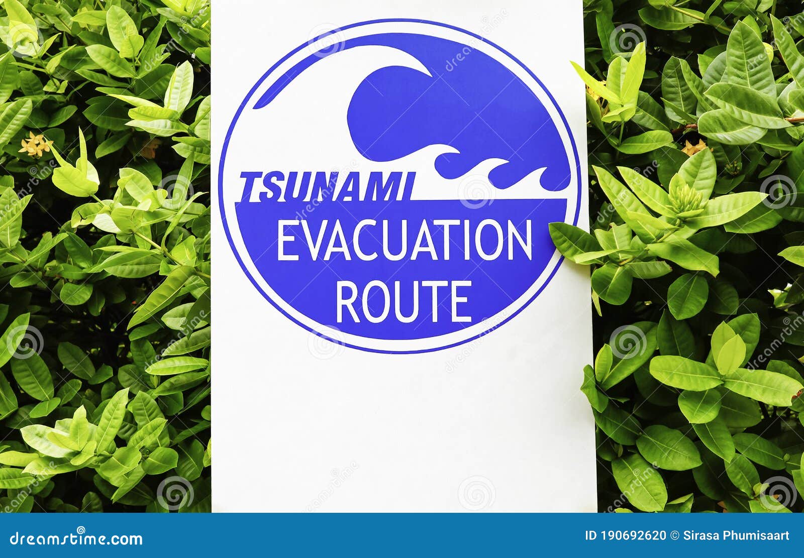 Ruta De Evacuación Del Tsunami Signo Naturaleza Verde Deja Fondo Concepto De Poder Natural Foto