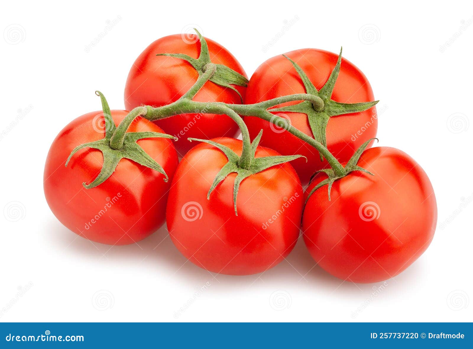 Ruta De Rama De Tomate Aislada Foto de archivo - Imagen de primer ...