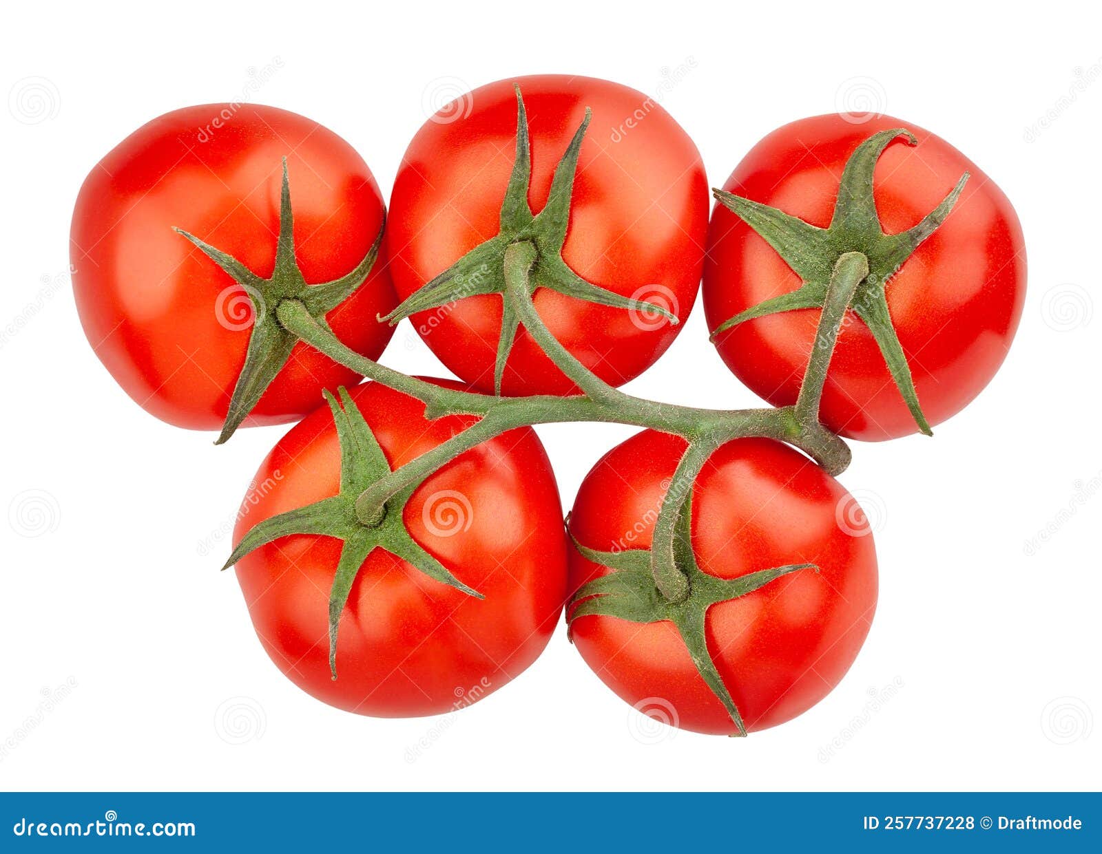 Ruta De Rama De Tomate Aislada Foto de archivo - Imagen de crudo ...