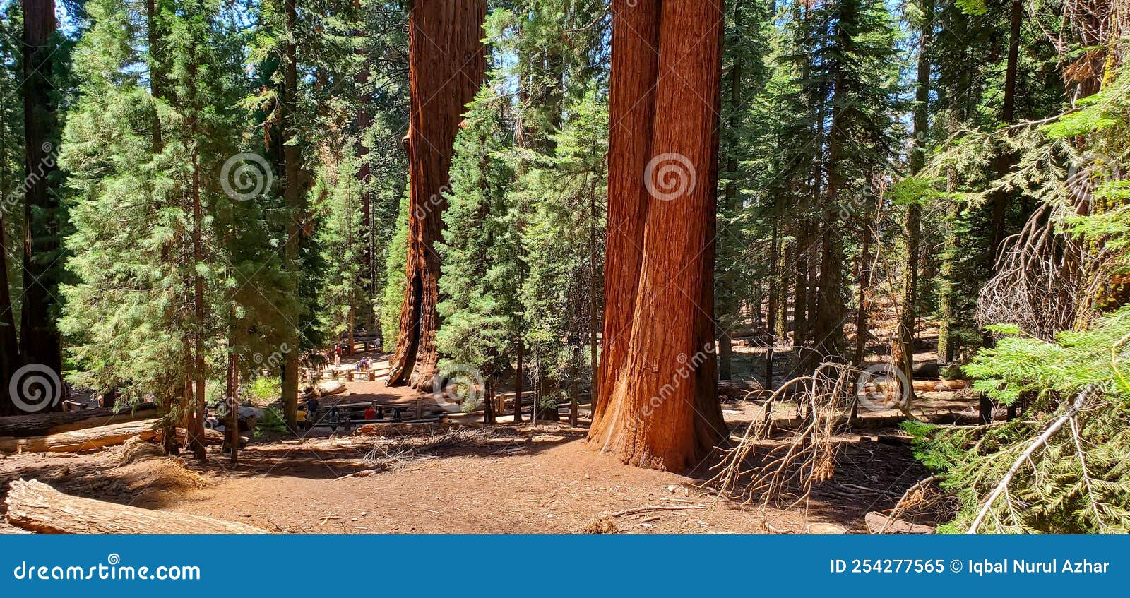 Ruta de secuoya gigante imagen editorial. Imagen de rastro - 254277565