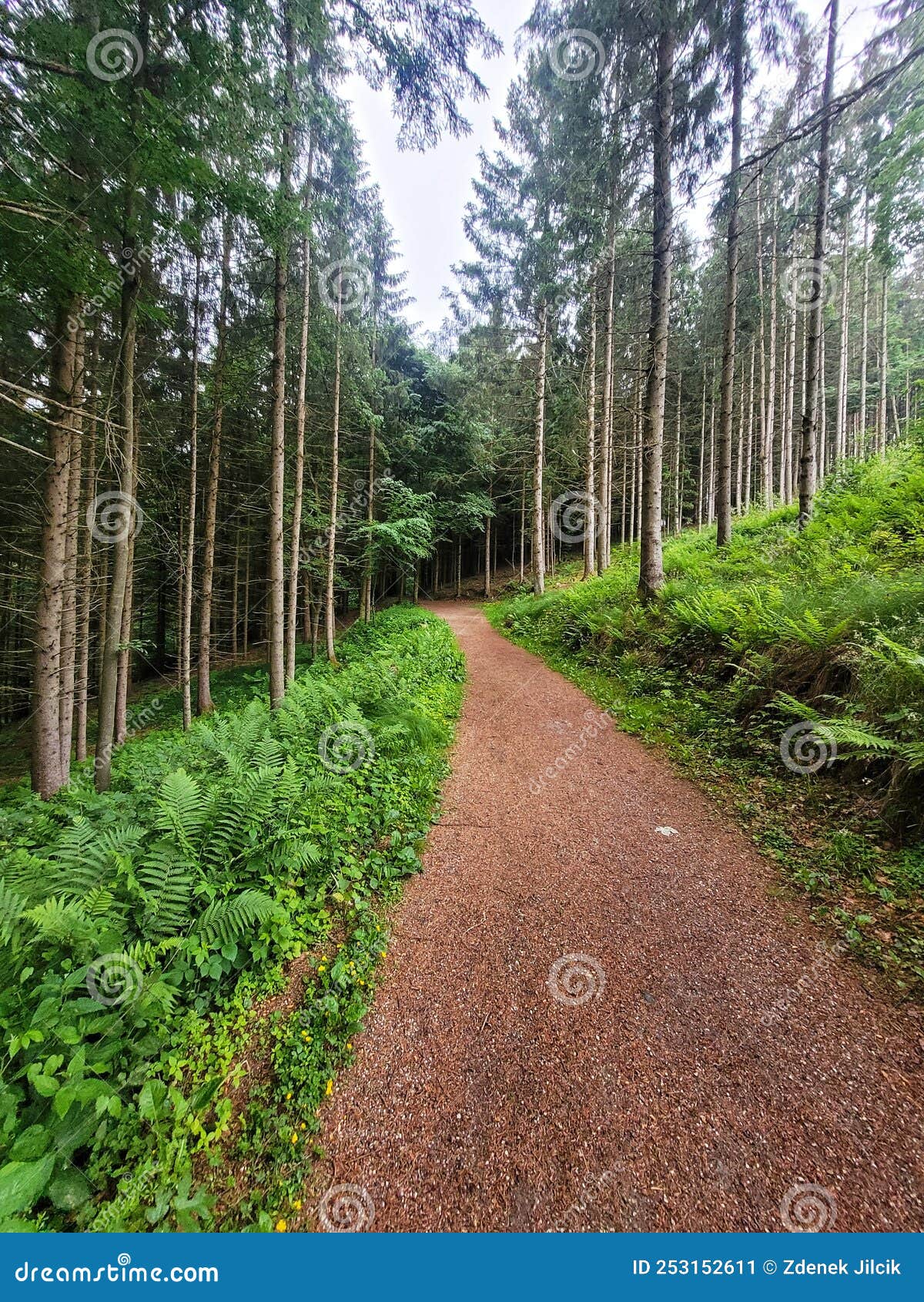Ruta verde en el bosque imagen de archivo. Imagen de bosque - 253152611