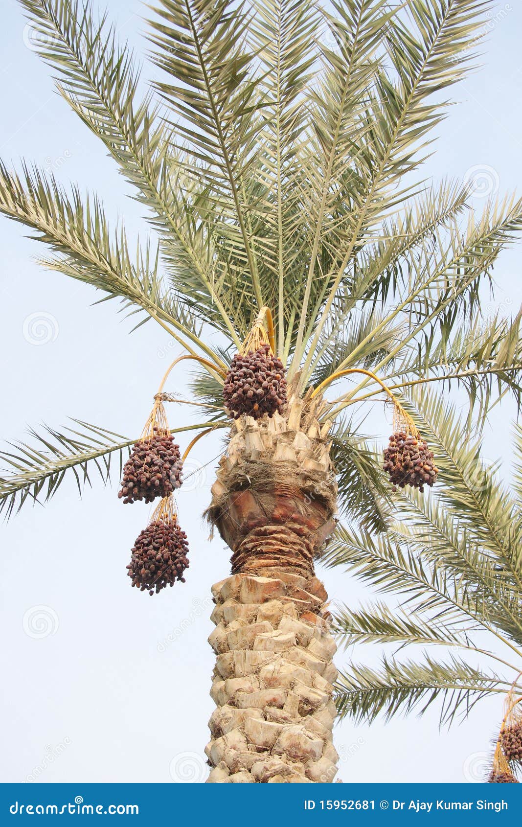 Rutab and Tamr Stages Ripen Dates on the Tree Stock Image - Image of ...