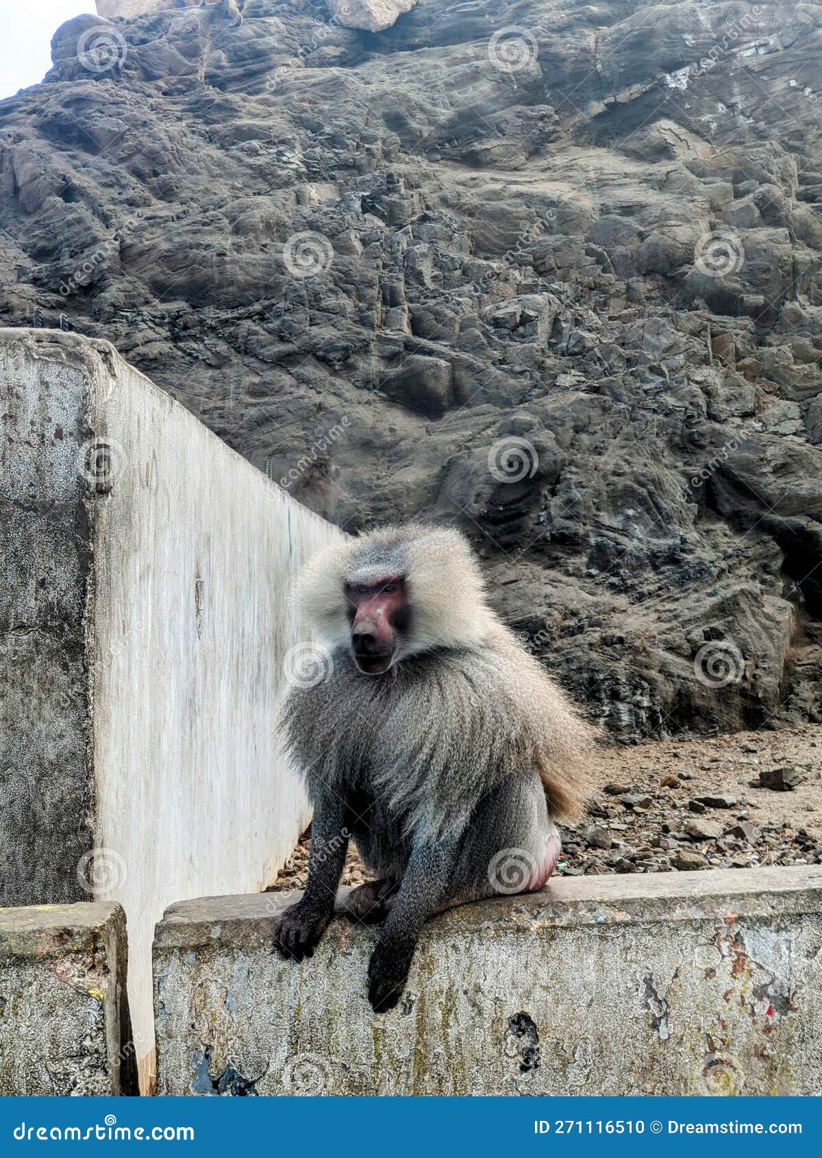 A ruthless baboon stock photo. Image of bear, animal - 271116510