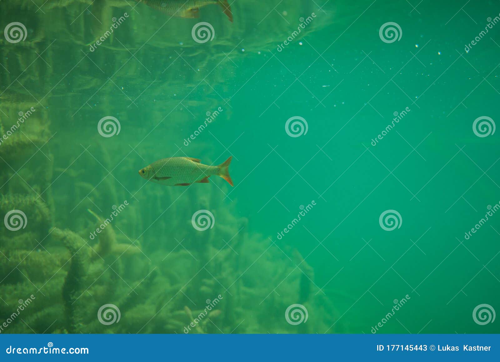 Rutilus Rutilus - Roach Fish in a Beautiful Lake in Austria, Underwater ...