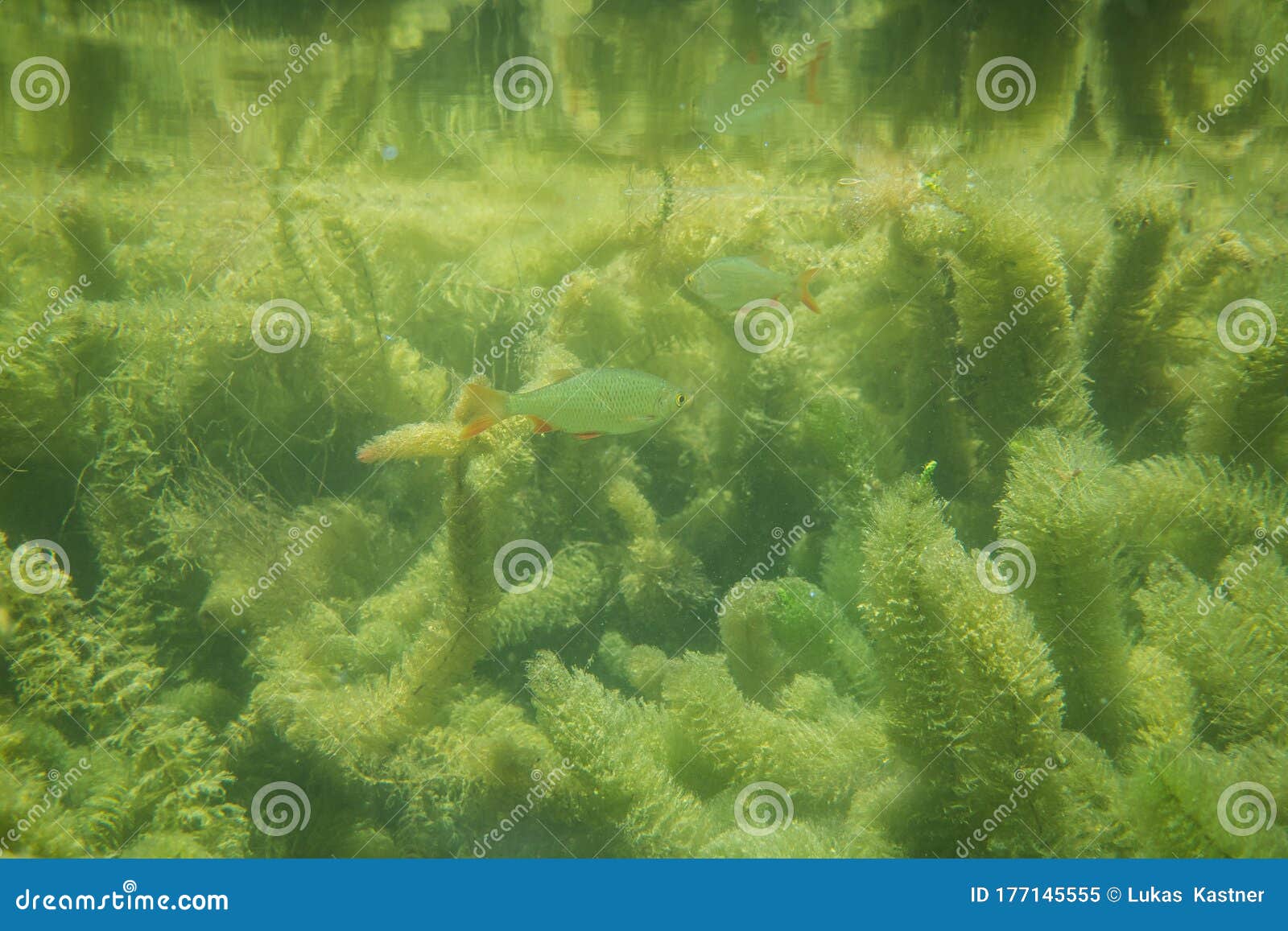 Rutilus Rutilus - Roach Fish in a Beautiful Lake in Austria, Underwater ...