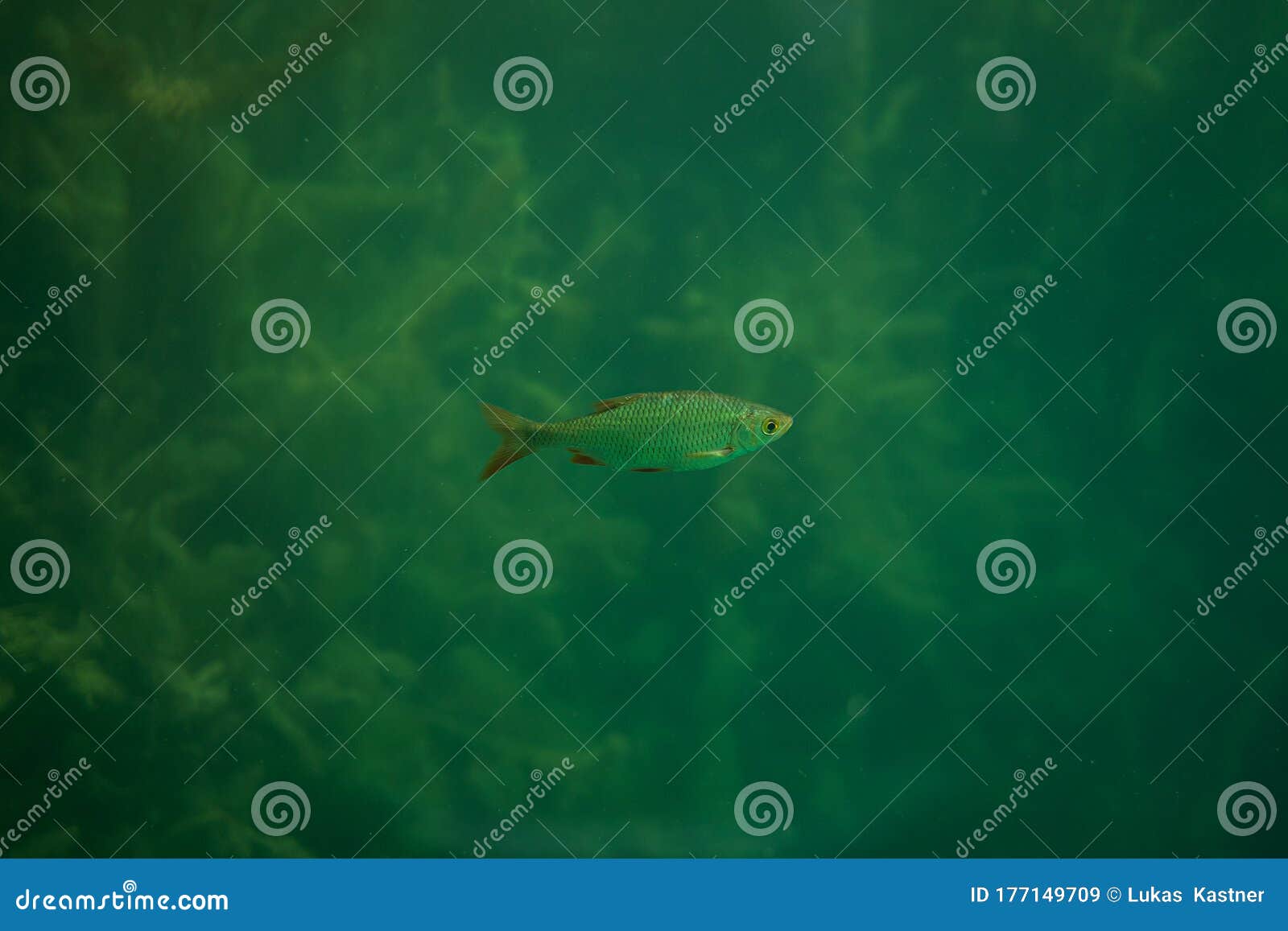 Rutilus Rutilus - Roach Fish in a Beautiful Lake in Austria, Underwater ...