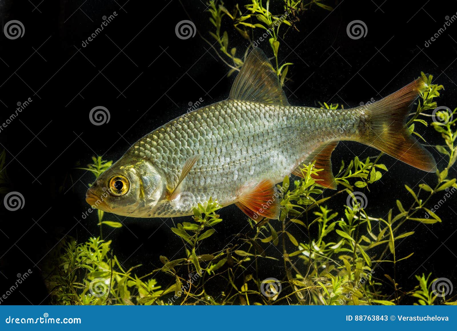 Rutilus rutilus - Roach stock image. Image of aquarium - 88763843