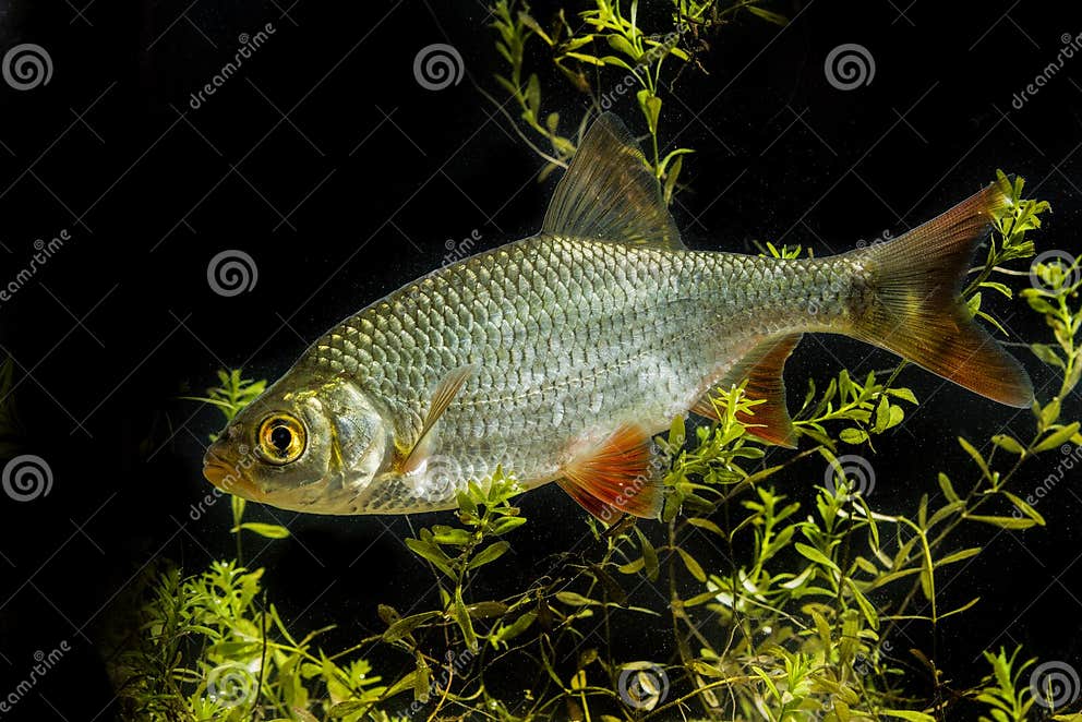 Rutilus rutilus - Roach stock image. Image of aquarium - 88763843