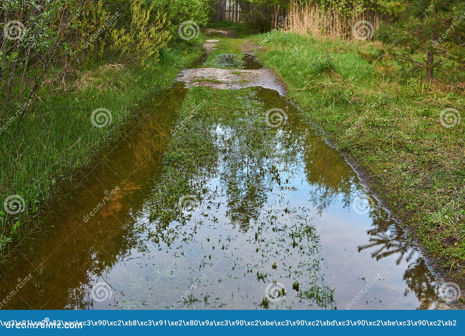 Ruts of a Dirt Road in the Floodplain of a River Under Water during a ...
