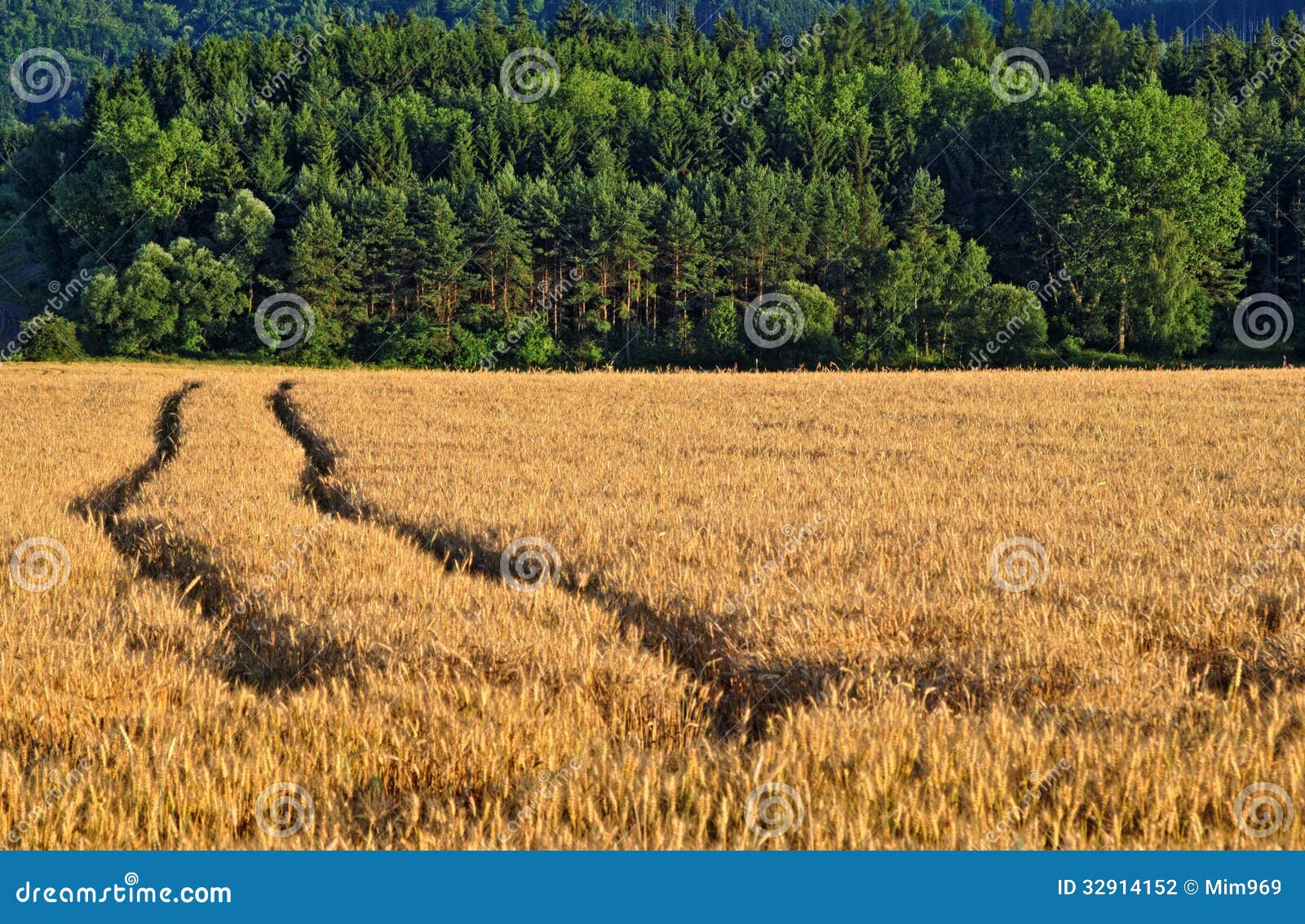 Ruts in the Field with Ripe Grain Stock Photo - Image of environment ...