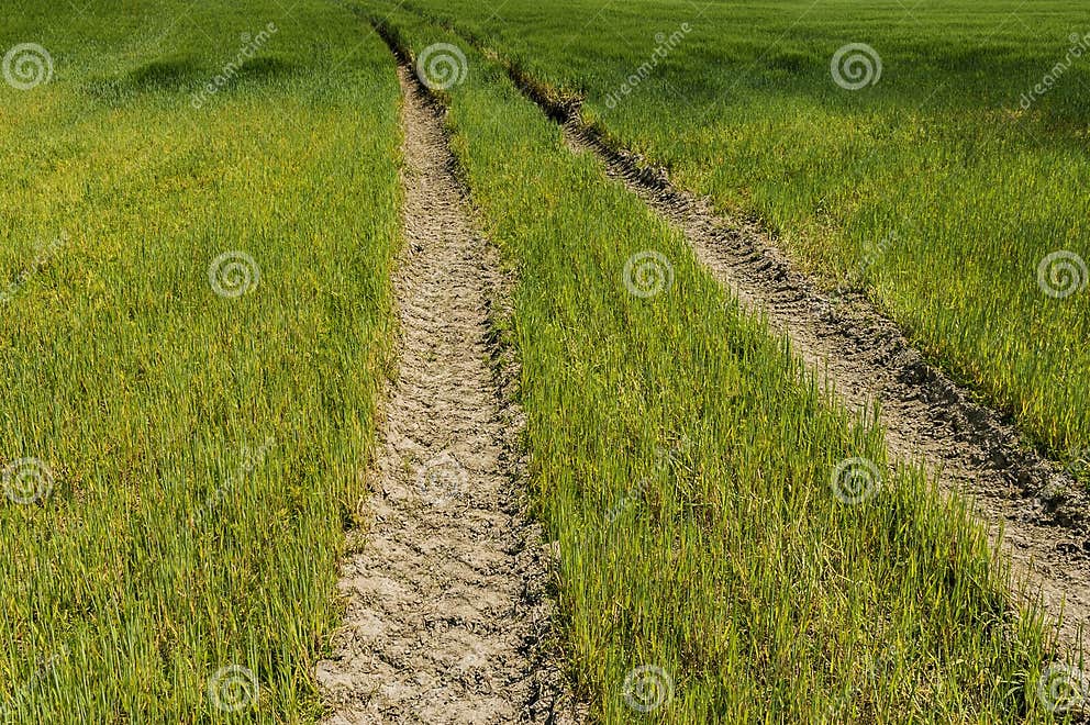 Ruts in a field stock image. Image of season, meadow - 84742969
