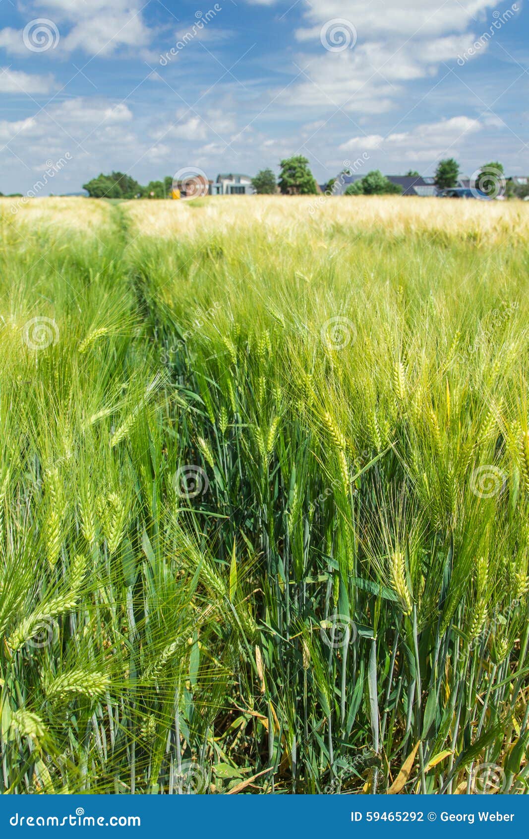 The ruts of the tractor stock photo. Image of landscape - 59465292