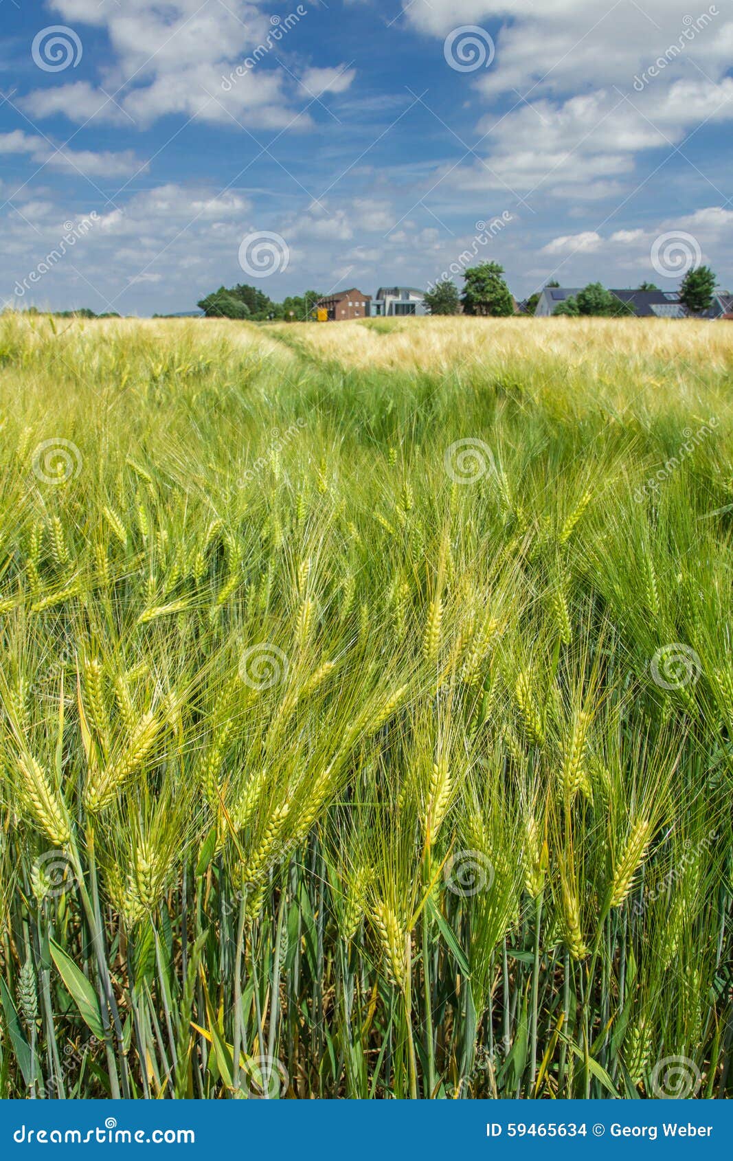 The ruts of the tractor stock photo. Image of grain, plant - 59465634