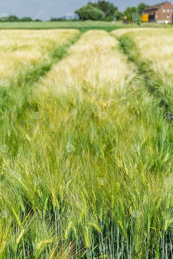 The ruts of the tractor stock photo. Image of cultivated - 59491154
