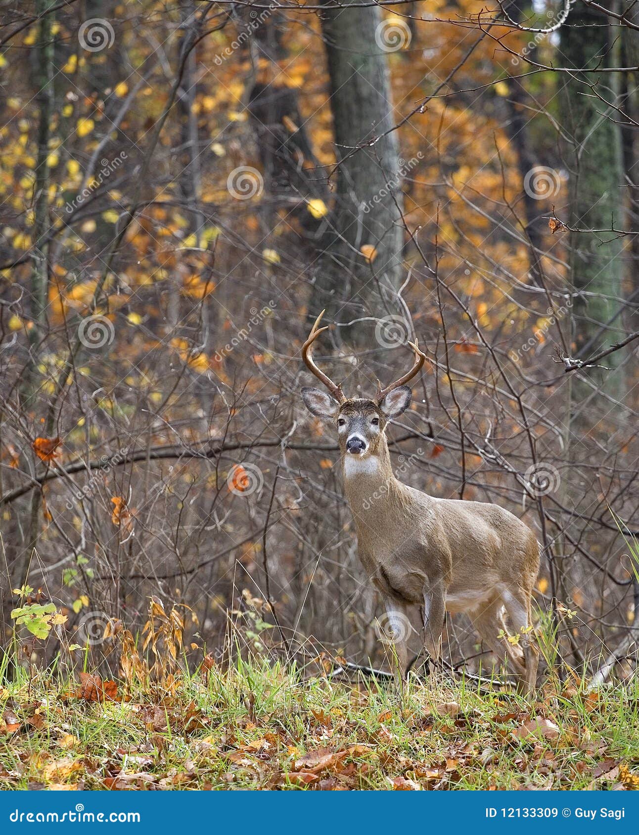Rutting buck stock image. Image of whitetail, brown, antlers - 12133309