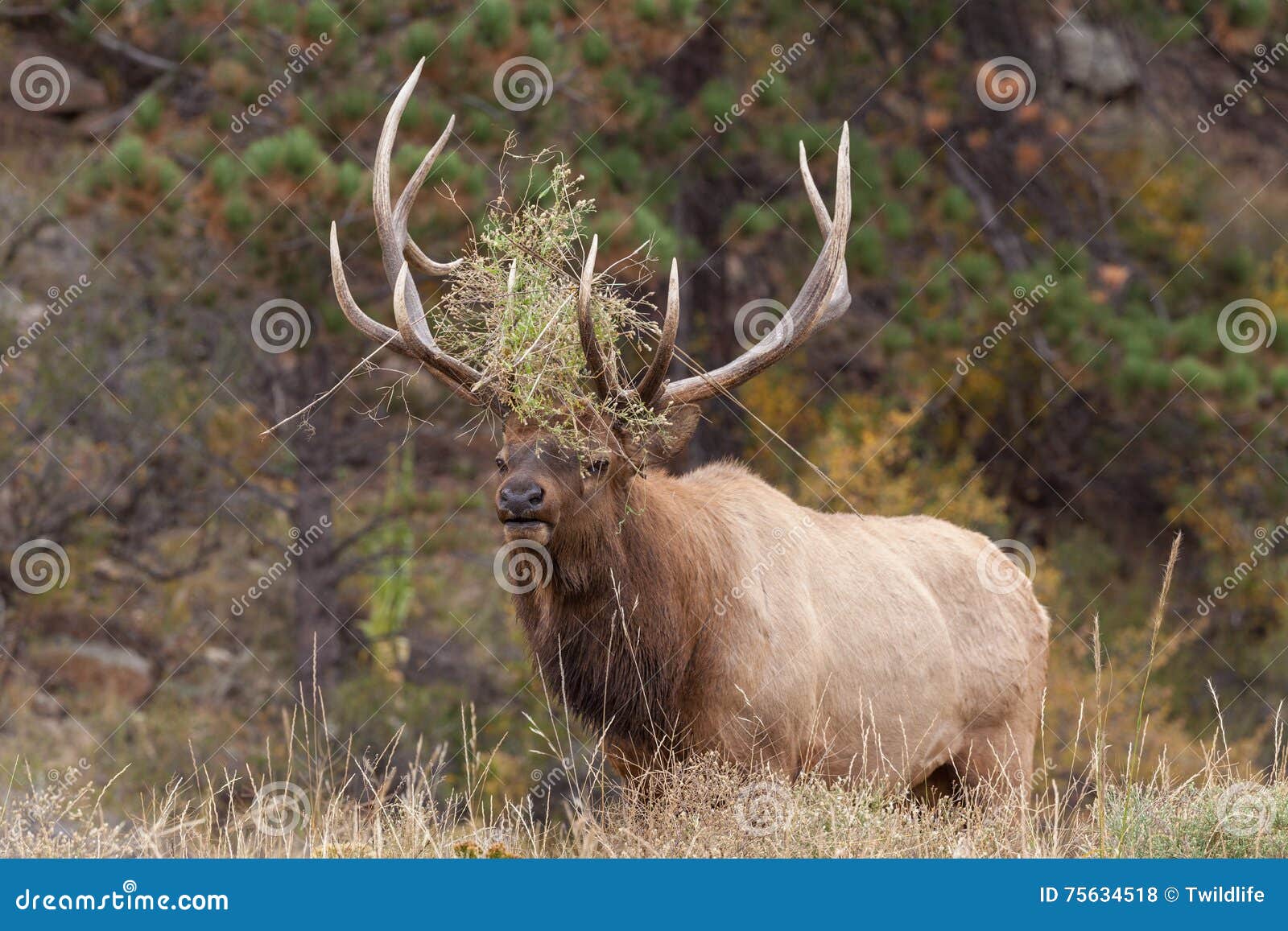 Rutting Bull Elk Bugling stock photo. Image of bull, bugling - 75634518