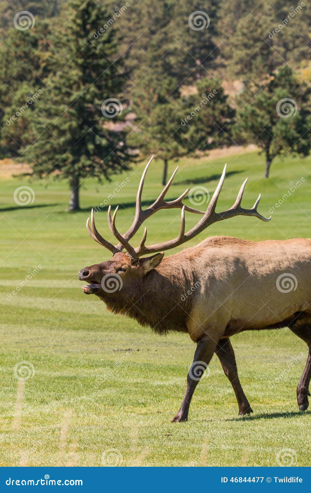 Rutting Bull Elk Bugling stock image. Image of nature - 46844477