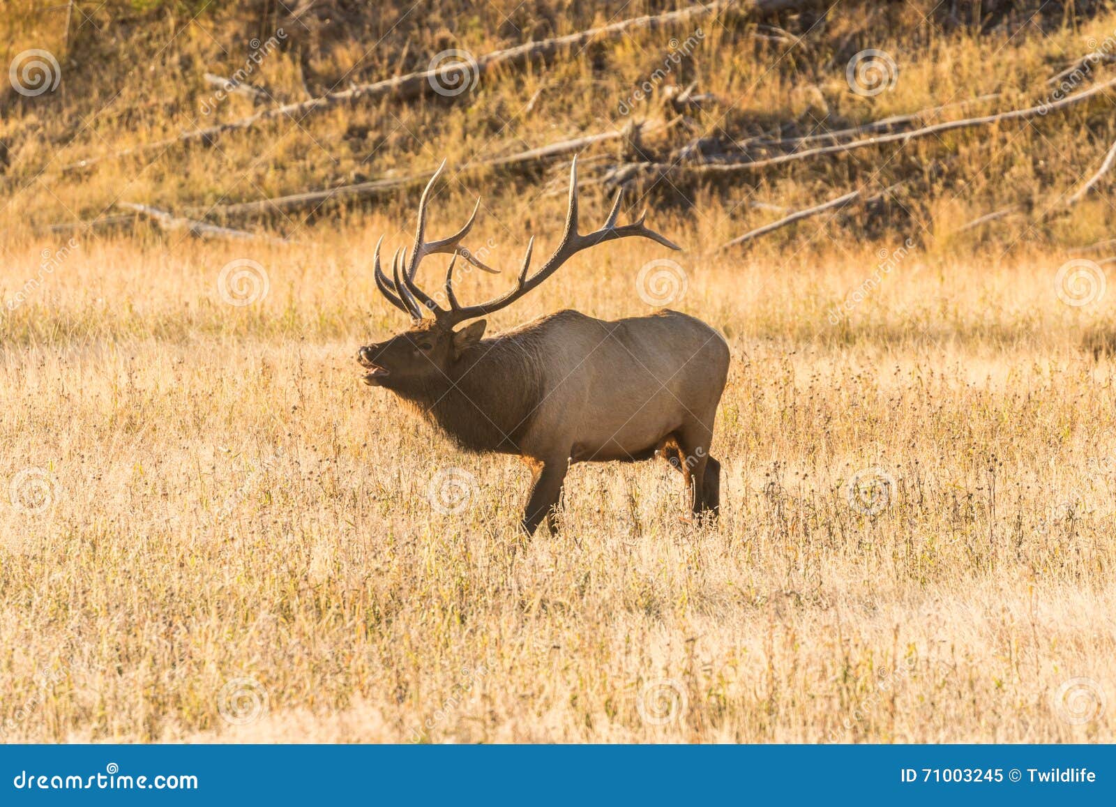 Rutting Bull Elk Bugling stock image. Image of autumn - 71003245