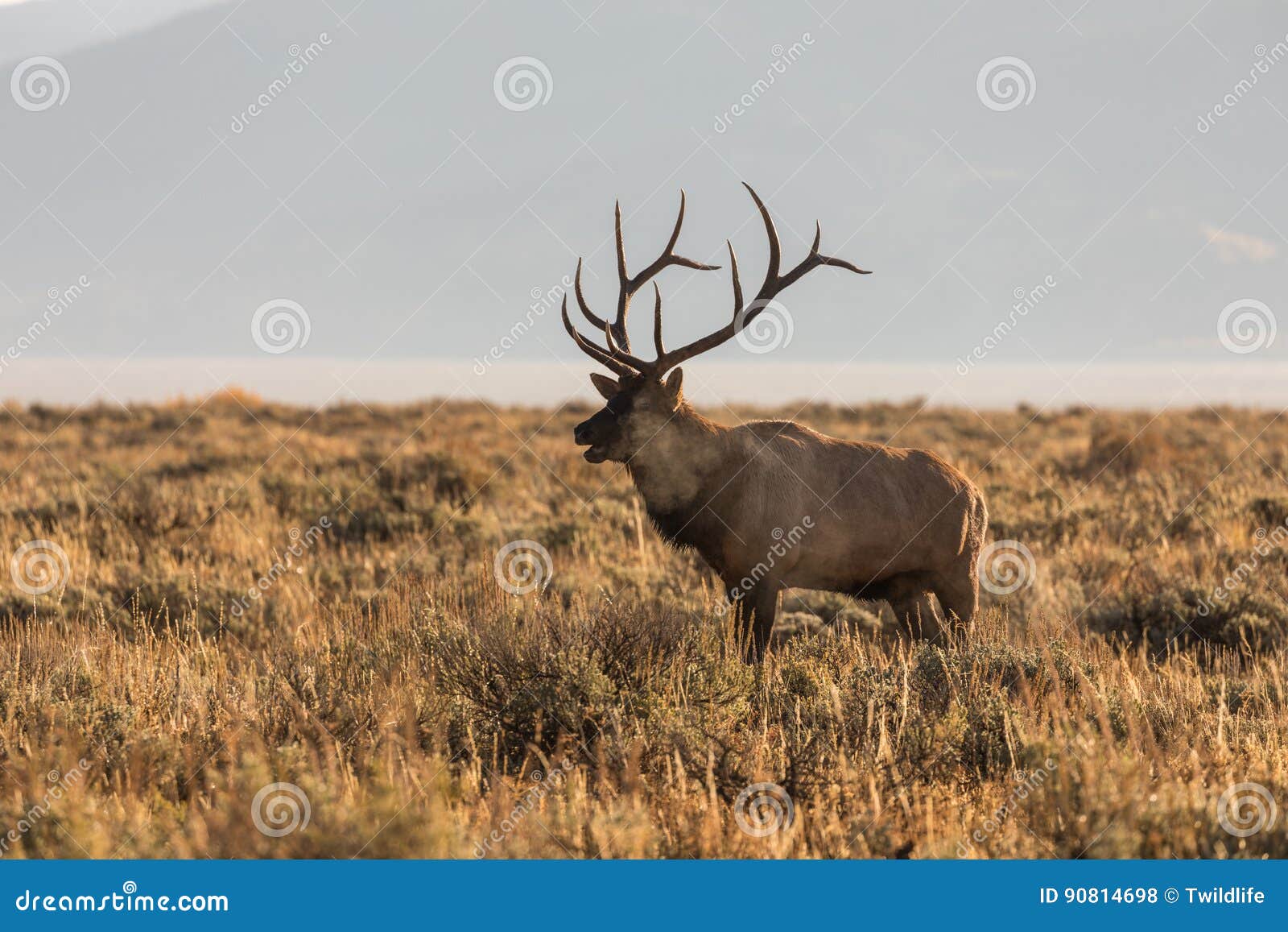 Rutting Bull Elk Bugling stock photo. Image of national - 90814698