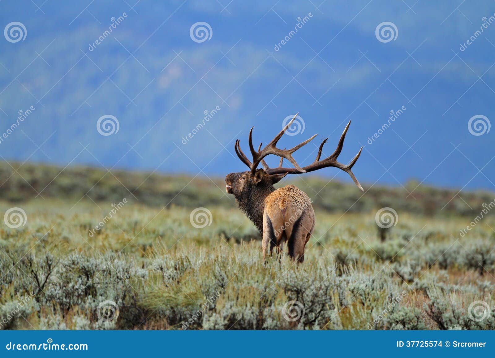 Rutting Bull stock photo. Image of mountain, sage, forest - 37725574