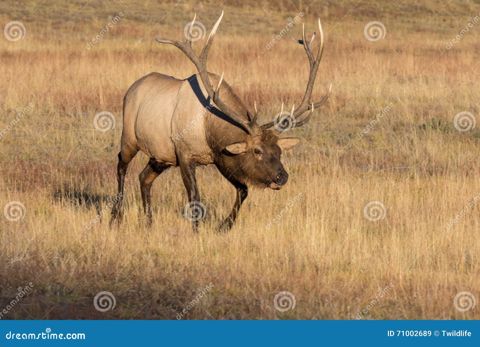 Rutting Bull Elk stock image. Image of outdoors, animal - 71002689