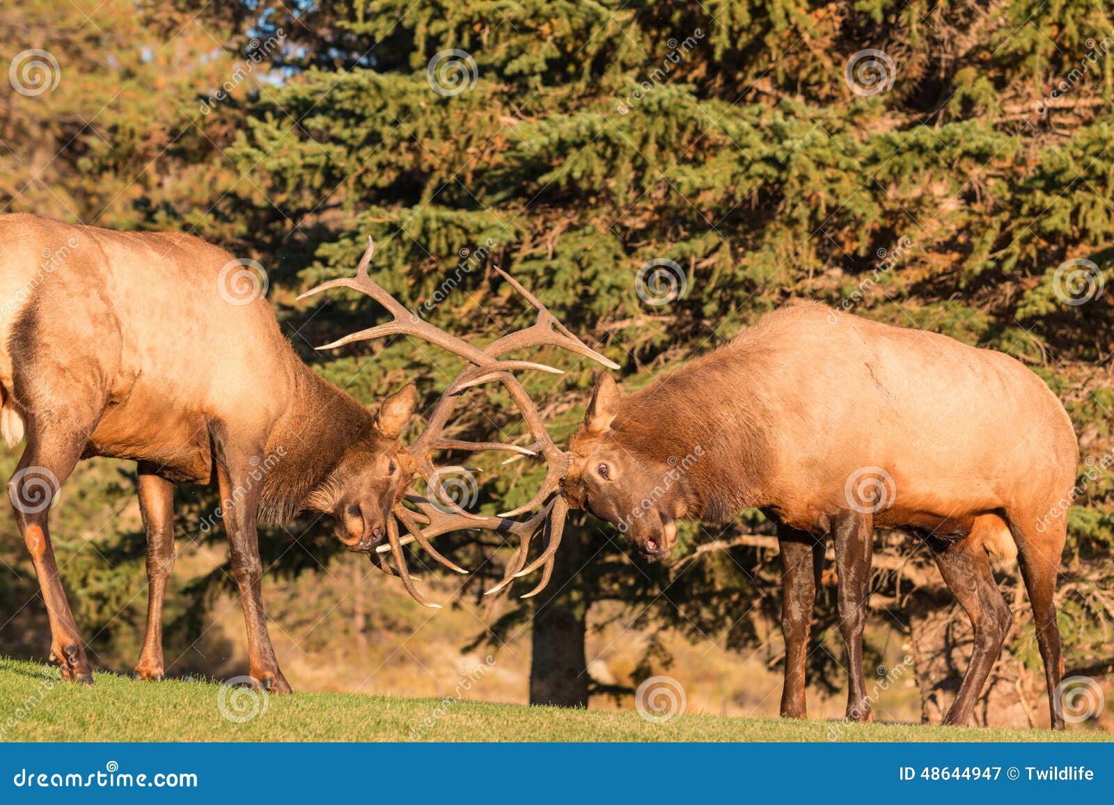 Rutting Bull Elk Fighting stock image. Image of antlers - 48644947