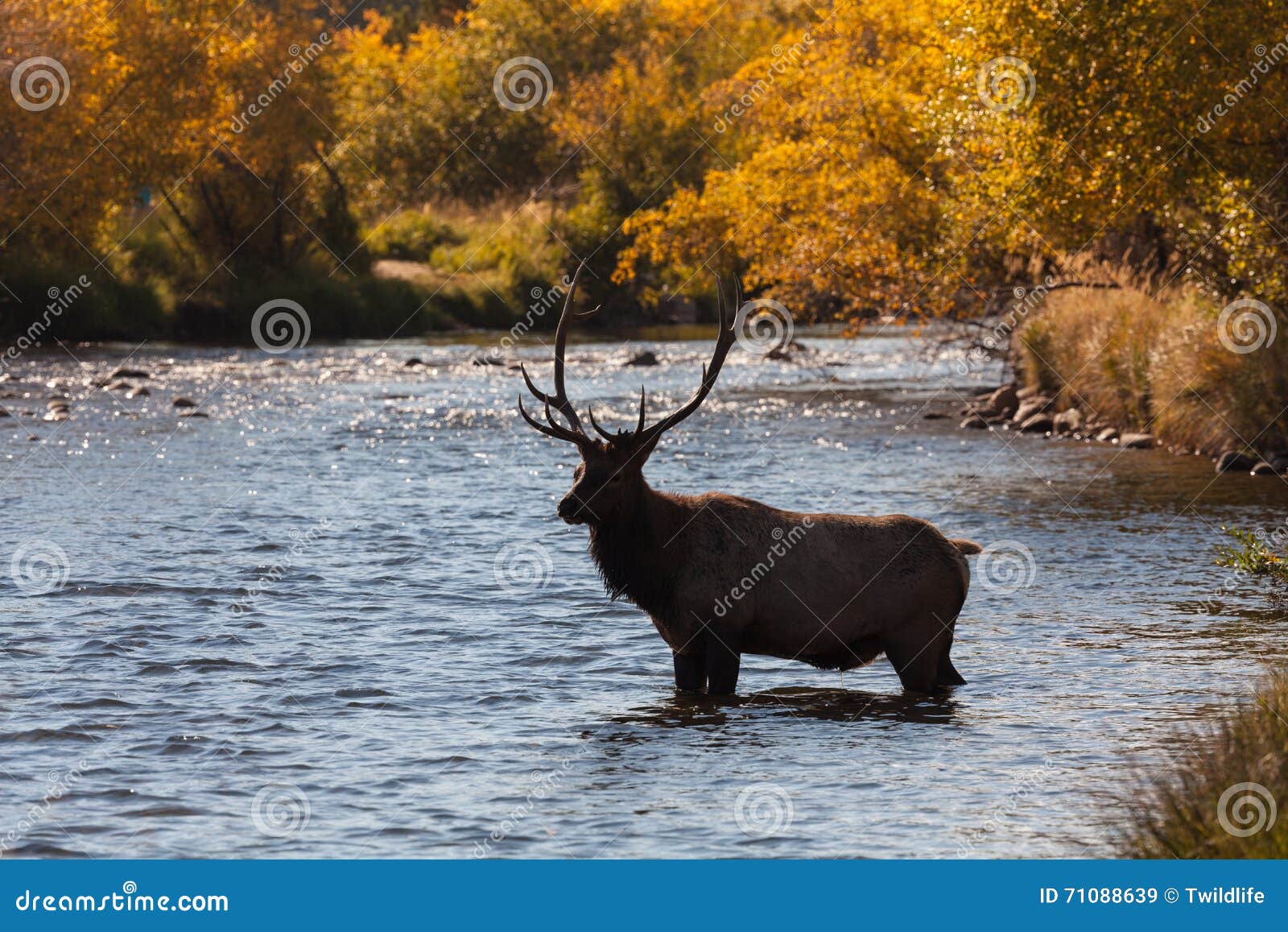 Rutting Bull Elk in River stock image. Image of colorado - 71088639