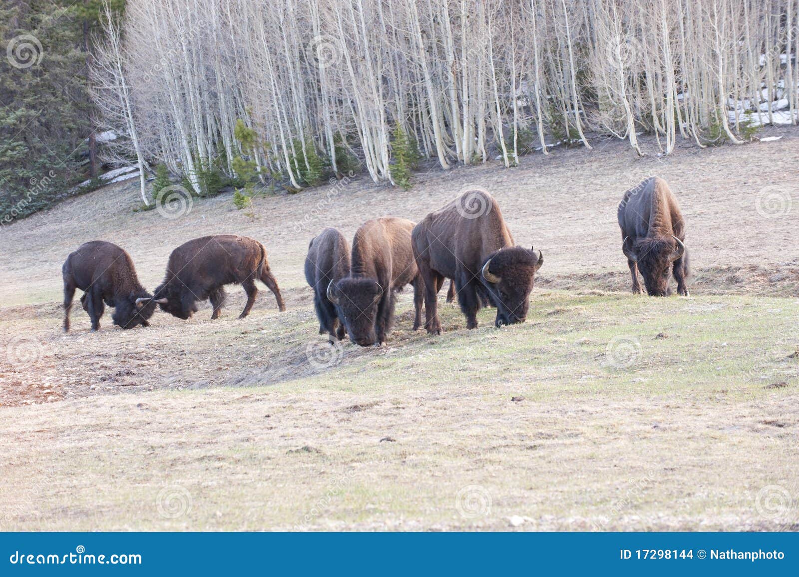 Rutting and Butting Buffalo Stock Photo - Image of native, graze: 17298144