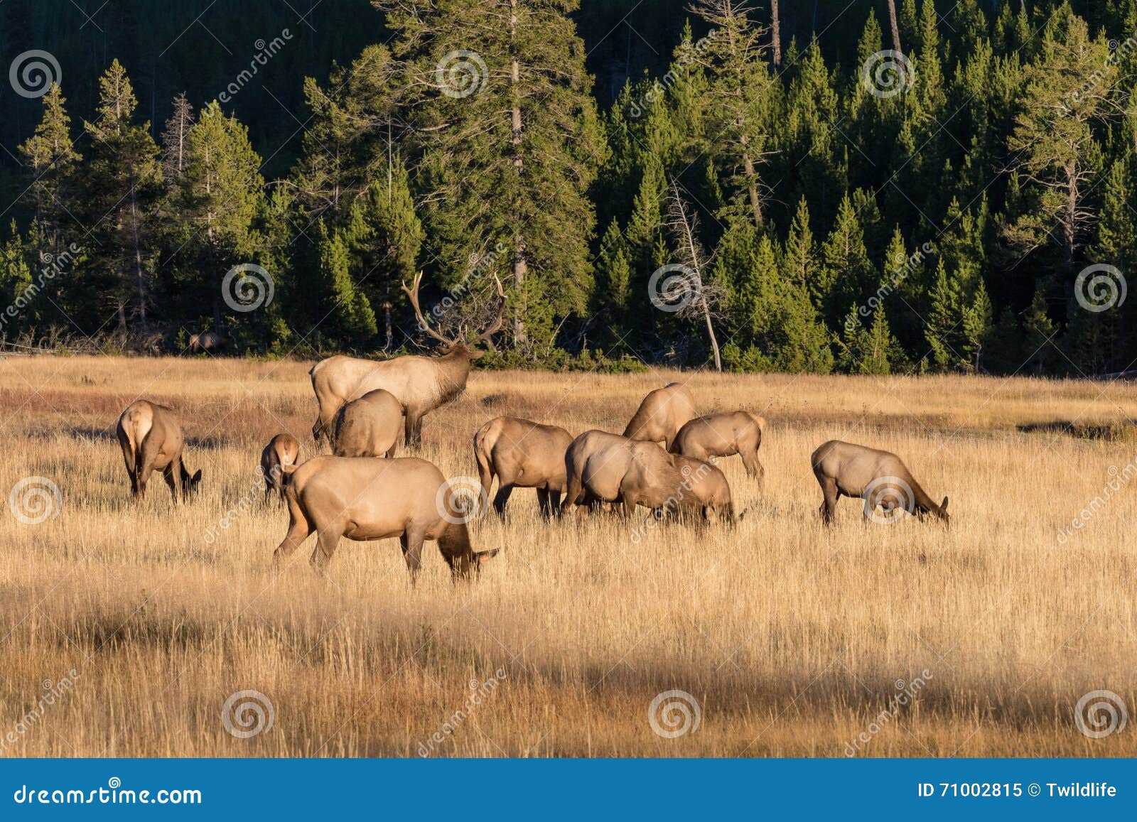 Rutting Elk stock image. Image of wildlife, wyoming, herd - 71002815