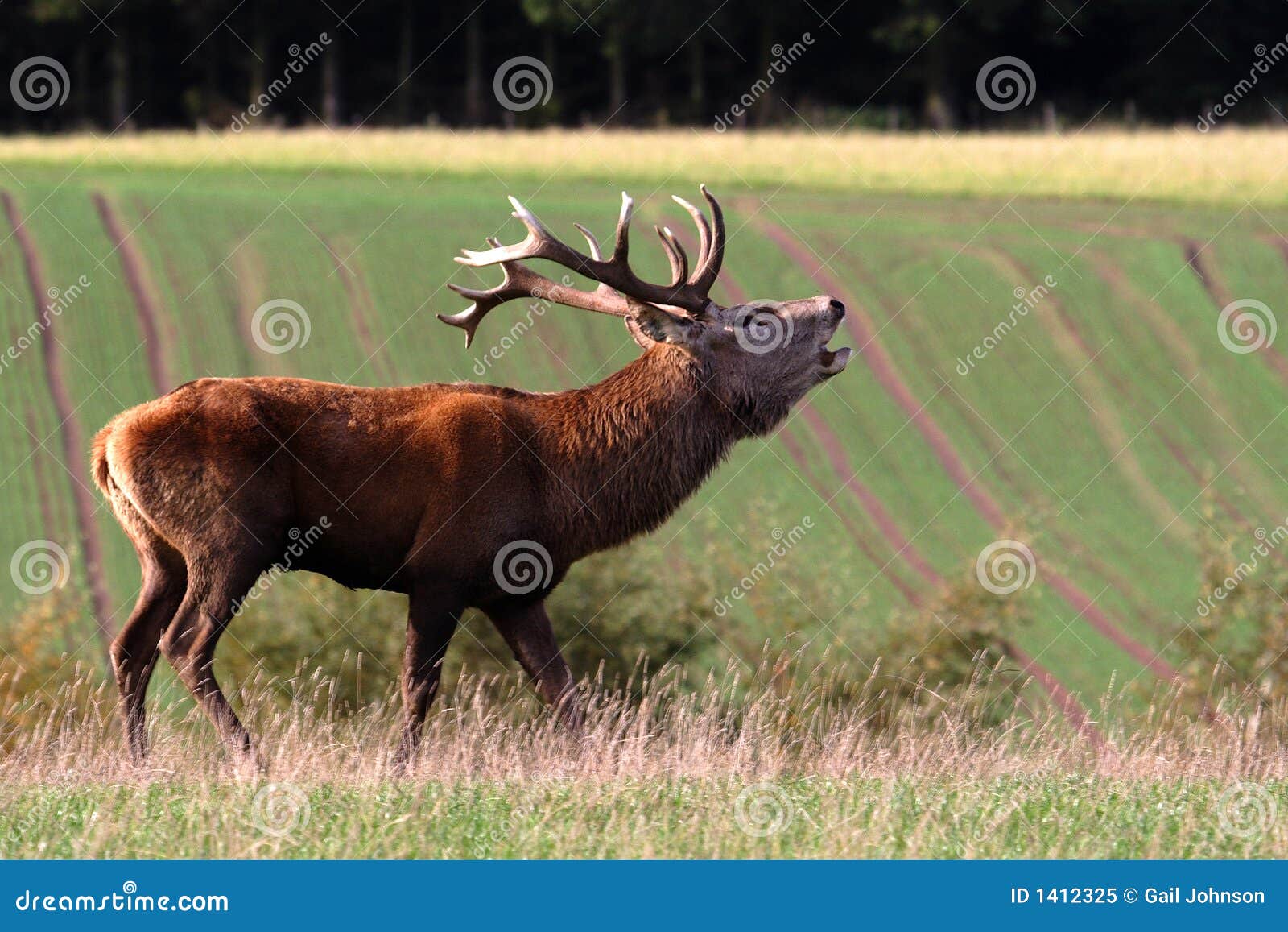 Rutting Red Deer Stag stock image. Image of rutting, cute - 1412325