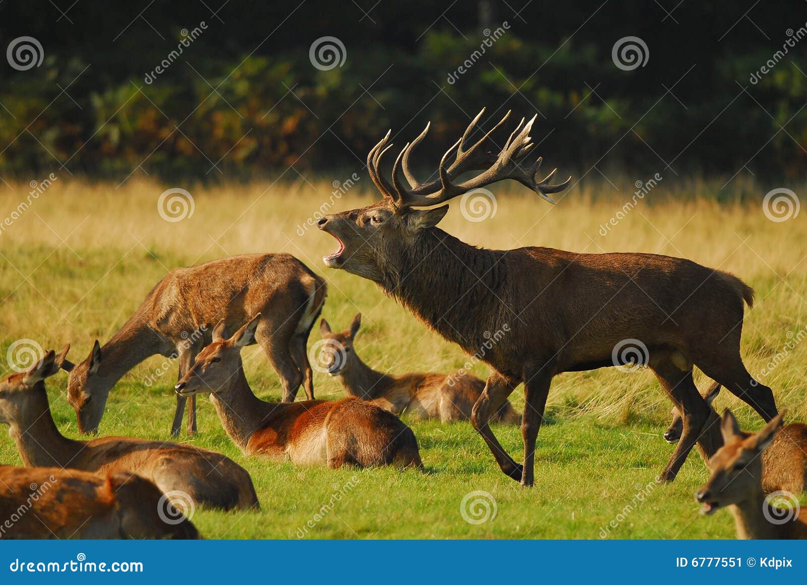 Rutting Season stock image. Image of dominance, fighting - 6777551