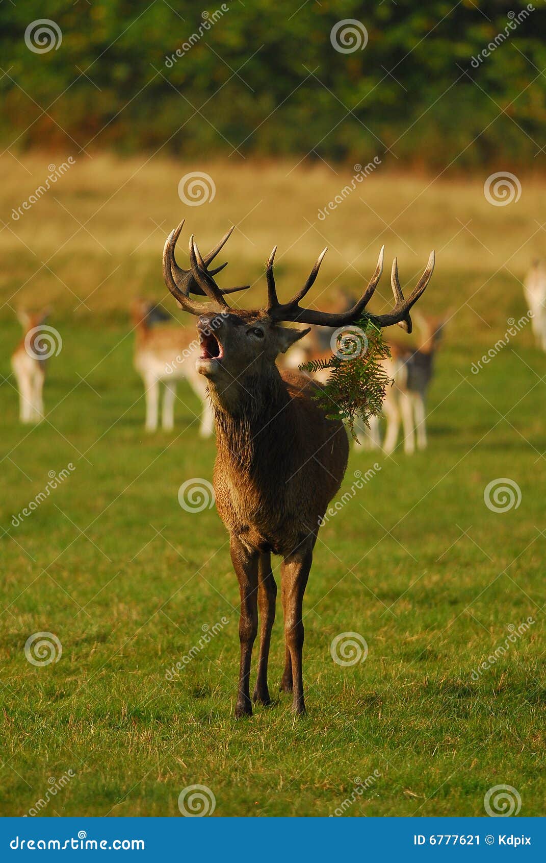 Rutting Season stock image. Image of horn, fighting, rutting - 6777621