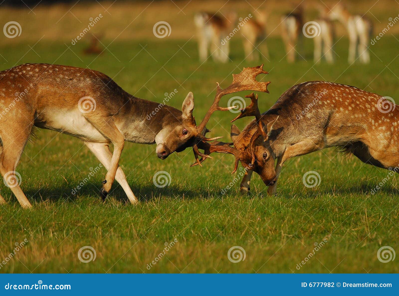 Rutting Season stock photo. Image of mating, rutting, stag - 6777982