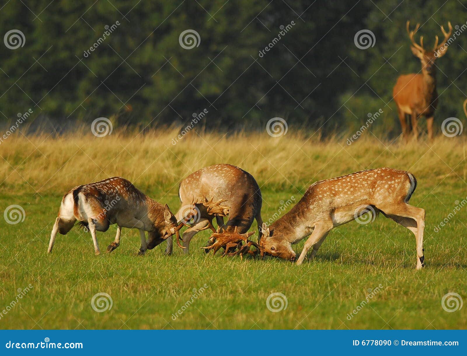 Rutting Season stock photo. Image of october, richmond - 6778090