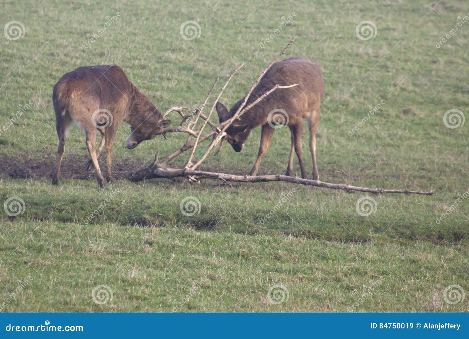 Rutting Stags stock image. Image of duvaucelii, rucervus - 84750019