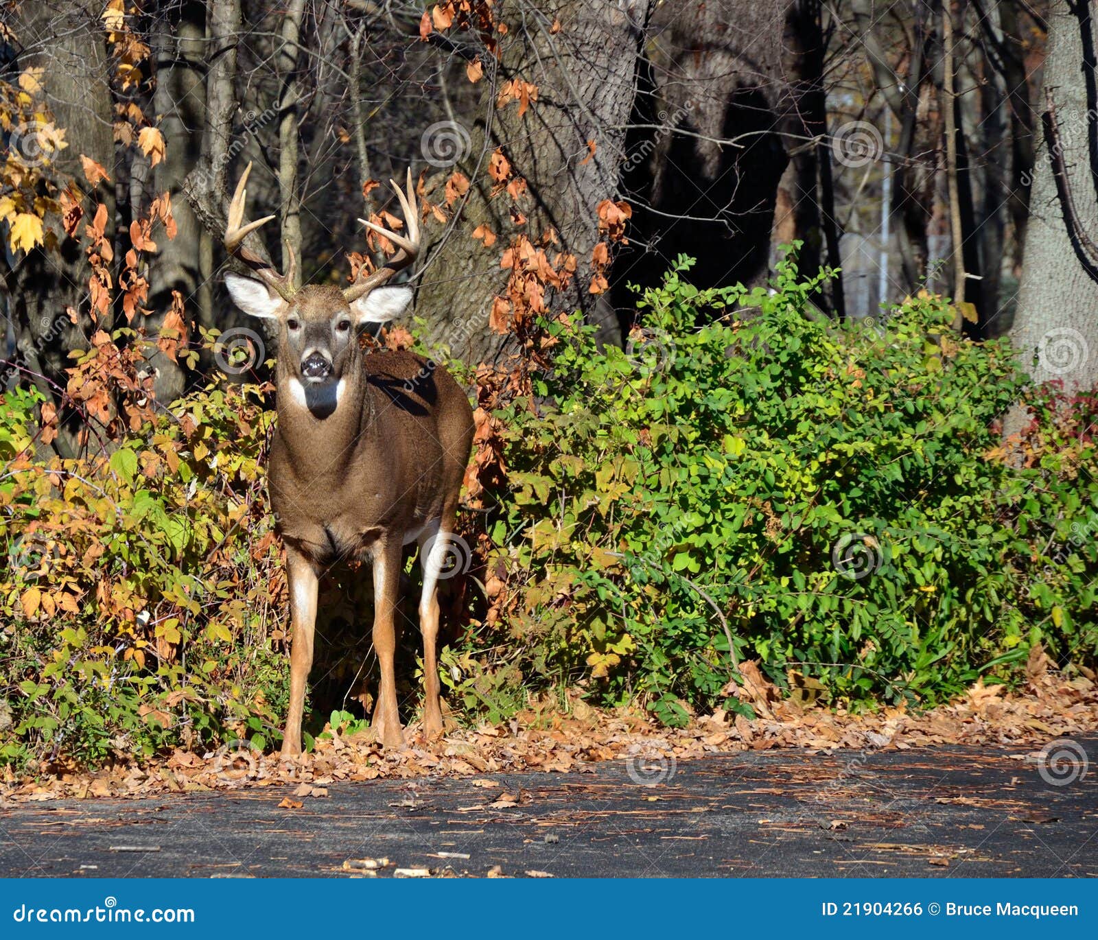 Rutting Whitetail Deer Buck Stock Photo - Image of woods, deer: 21904266