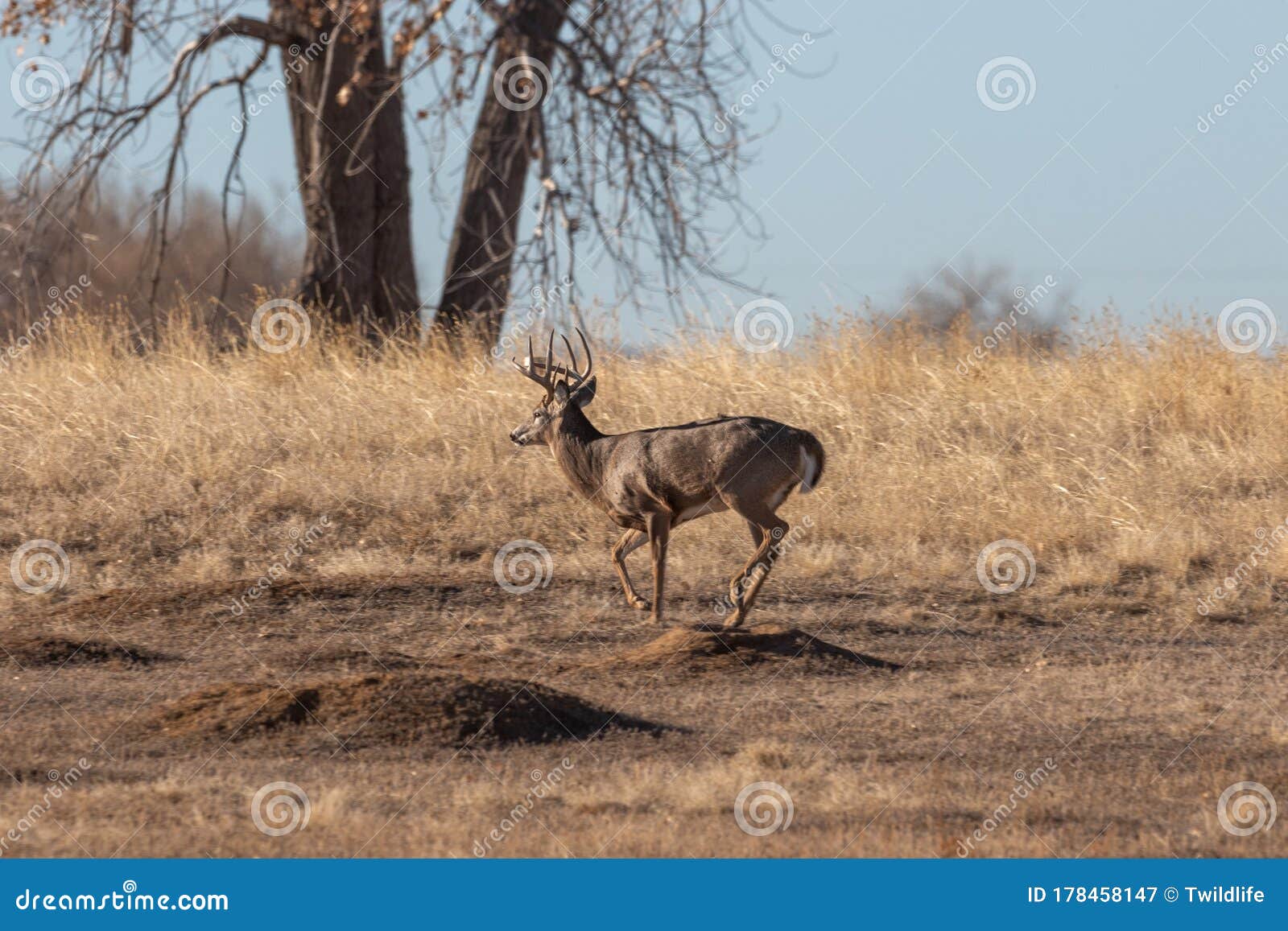 Rutting Whitetail Deer Buck in Fall Stock Image - Image of deer ...