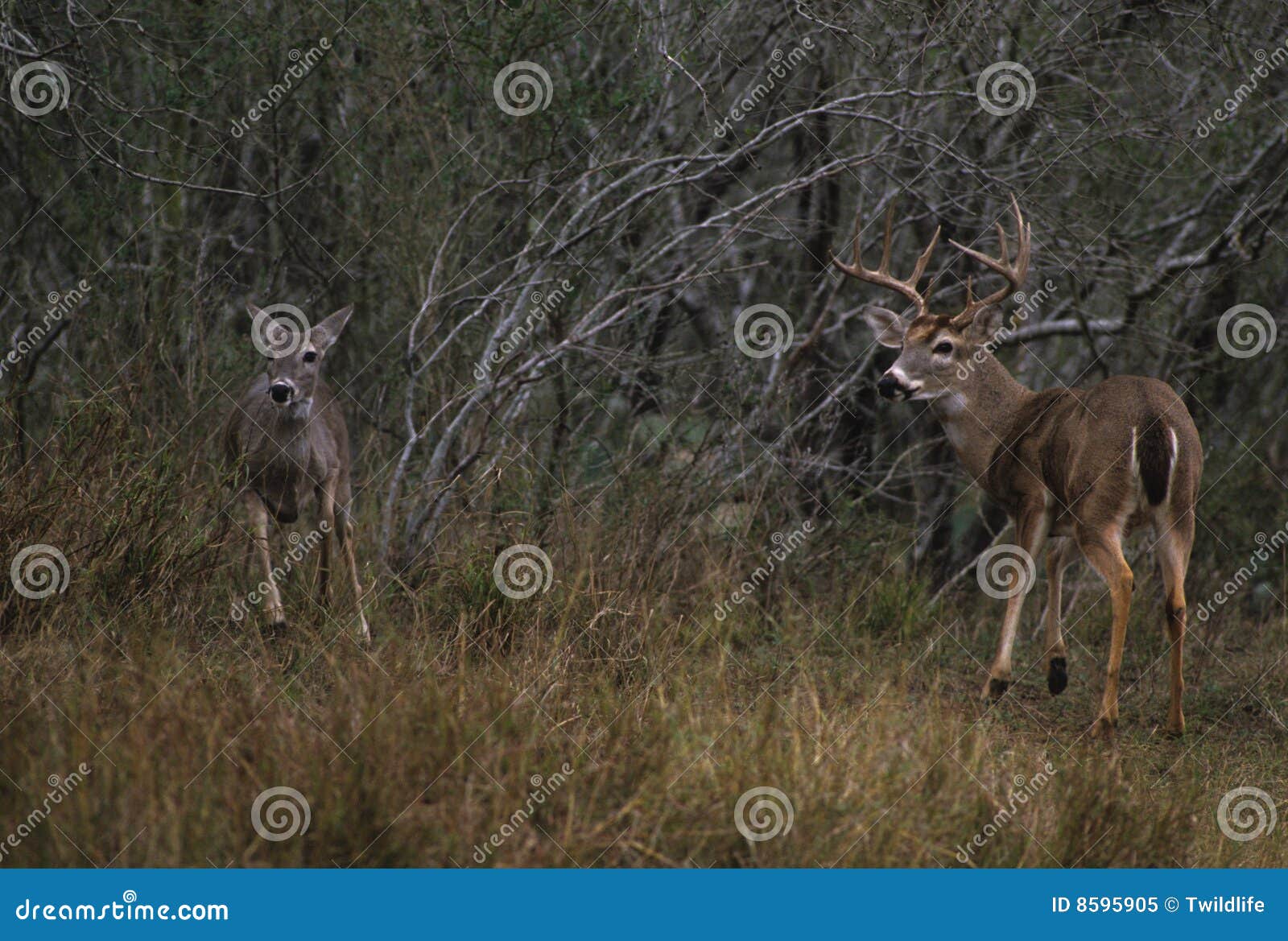 Rutting Whitetailed Buck and Doe Stock Image - Image of nature, farm ...