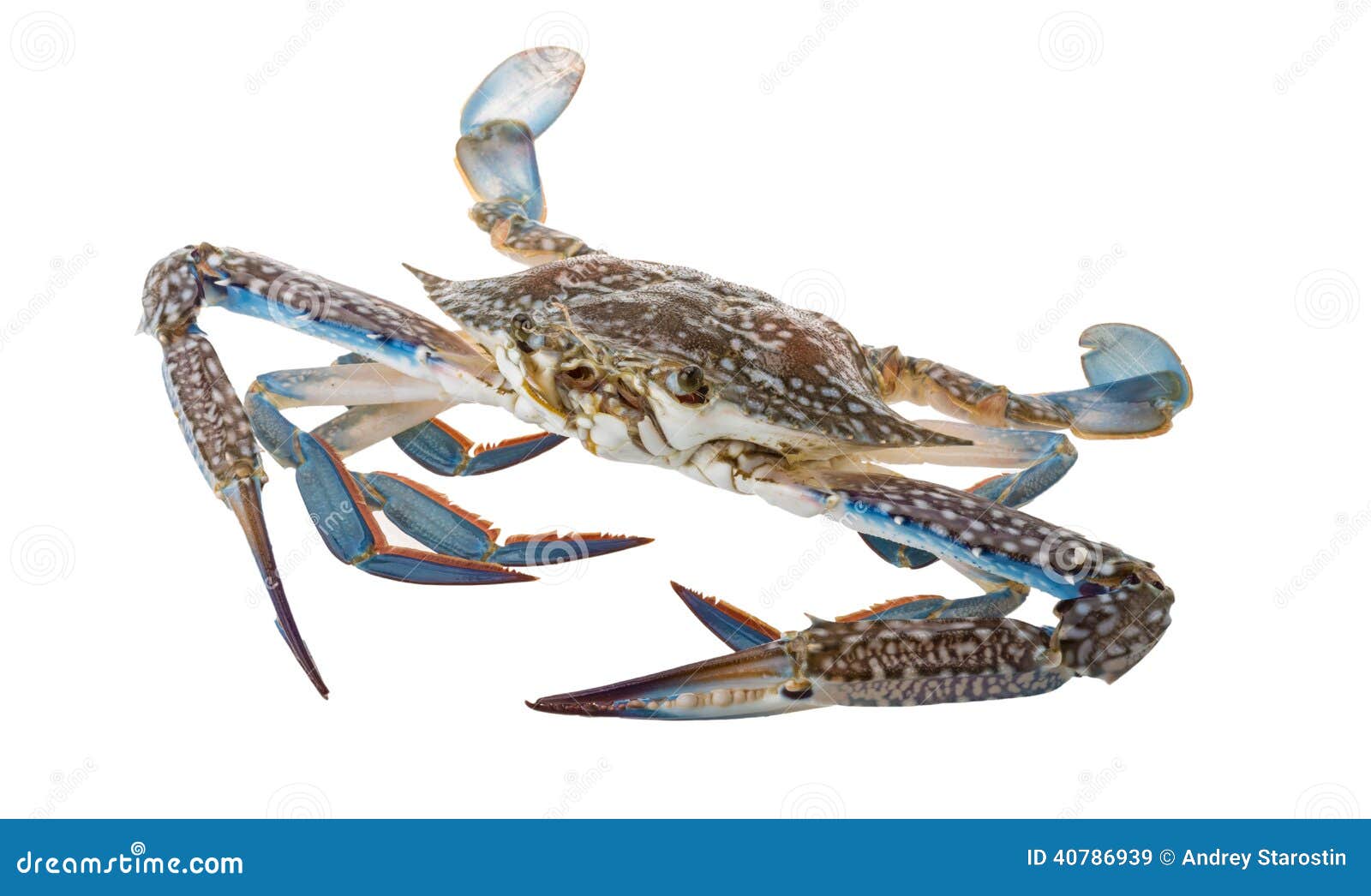 Ruwe blauwe krab stock afbeelding. Image of schaaldier - 40786939