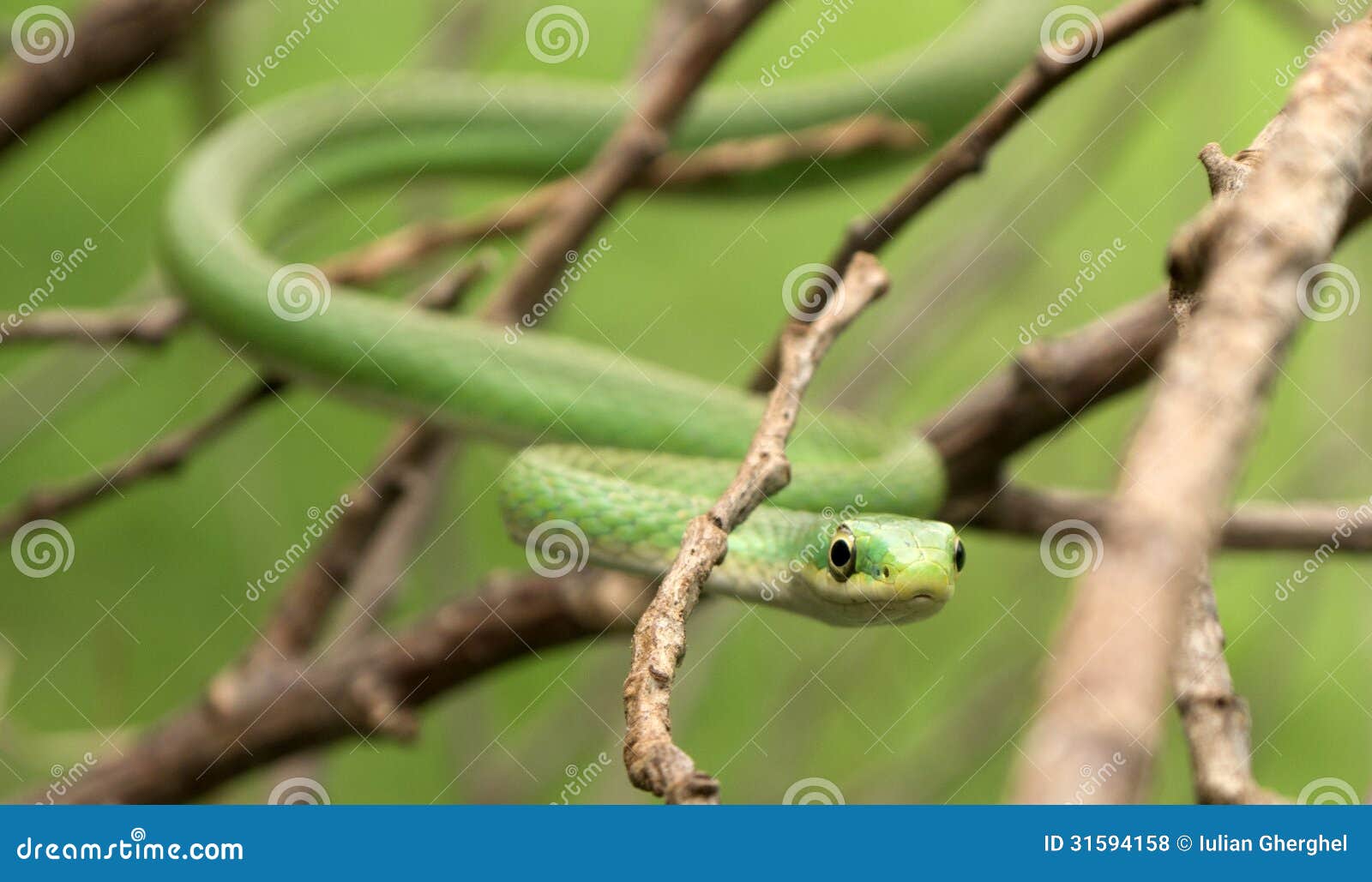 Ruwe groene slang stock foto. Image of groen, reptiel - 31594158