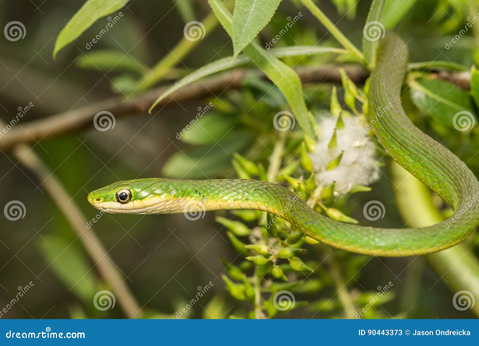 Ruwe Groene Slang stock afbeelding. Image of gezicht - 90443373