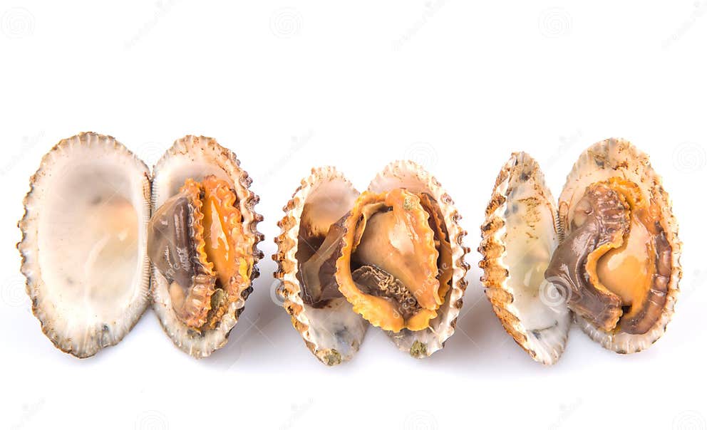 Ruwe Kokkel V stock foto. Image of achtergrond, schaaldieren - 39944844