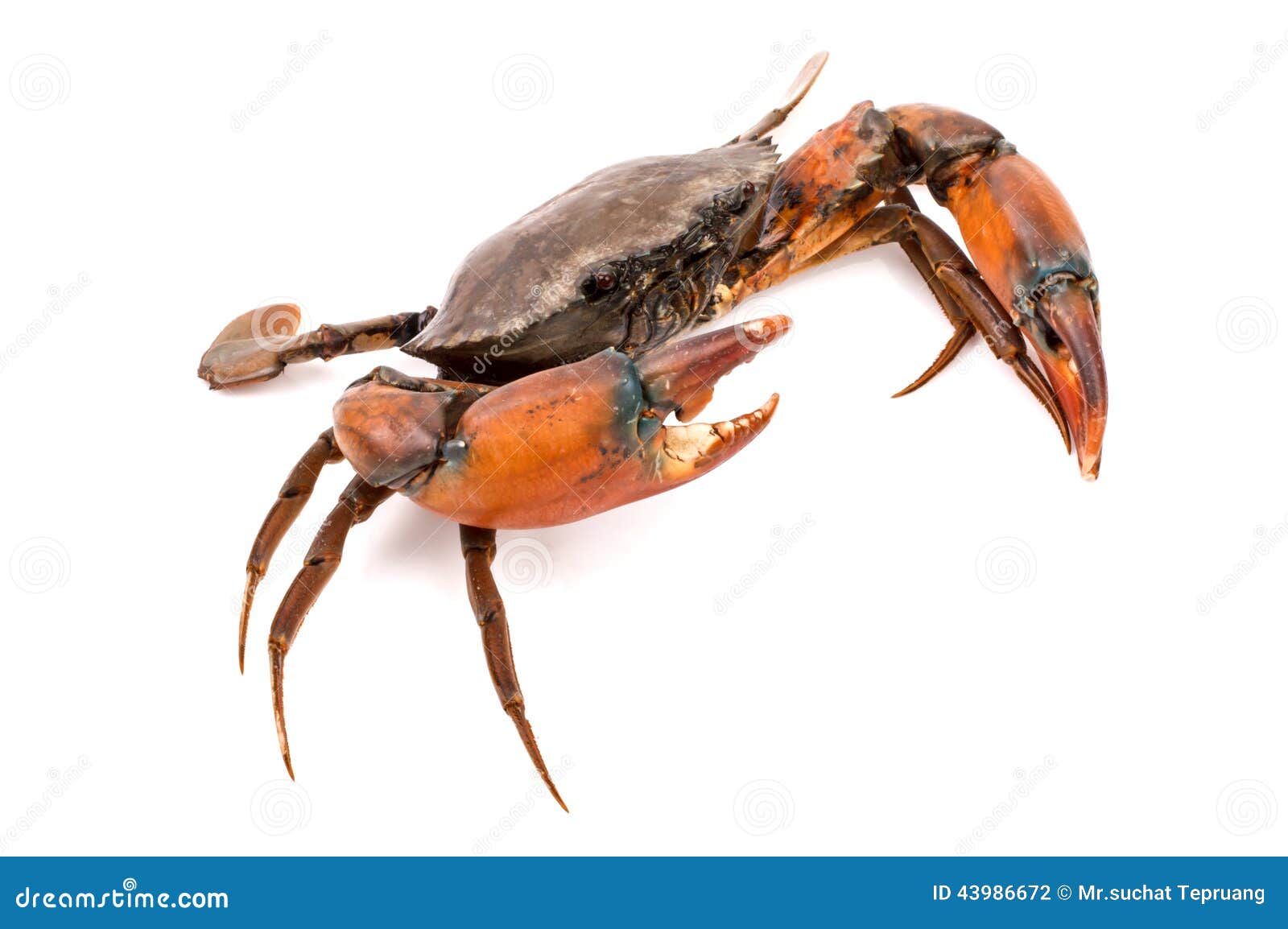 Ruwe Zwarte Krab in Geïsoleerd Op Wit Stock Foto - Image of dier ...